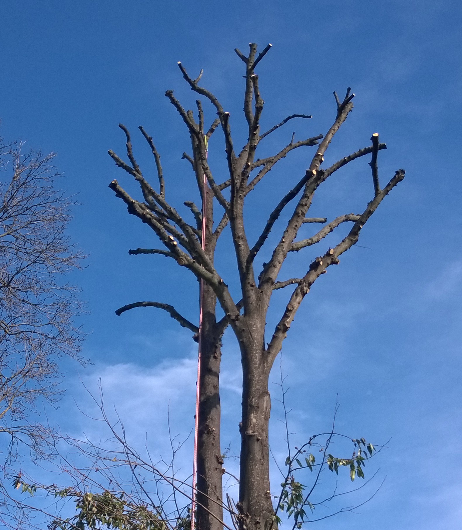 Crown Reduction – Capital Trees